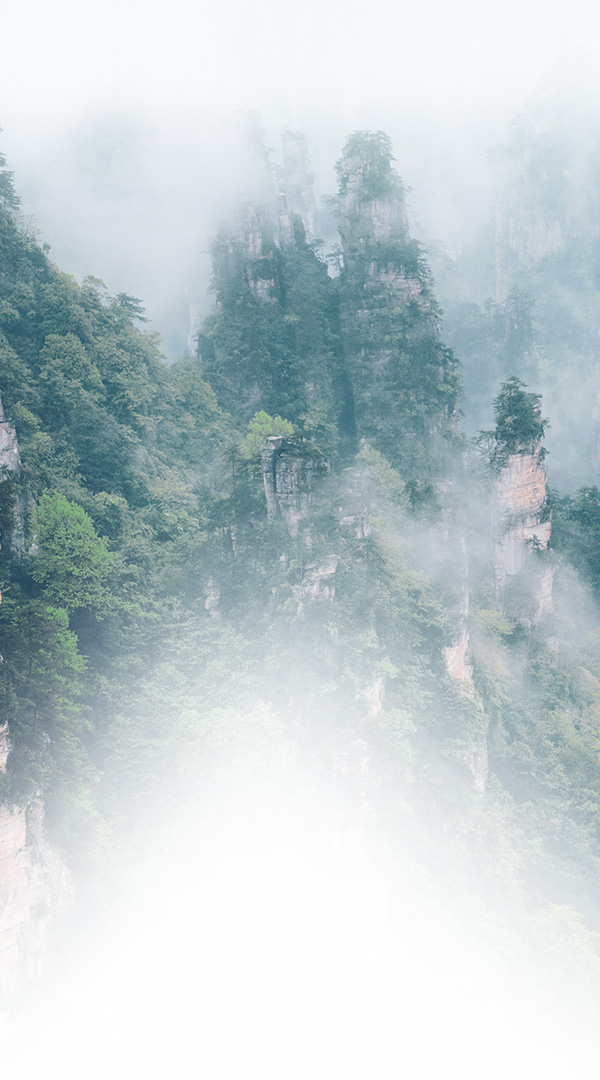 მაჩას ფხვნილი – Solaris.ge